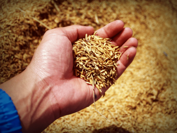 Gluten-Free Foods | Celiac Disease Foundation