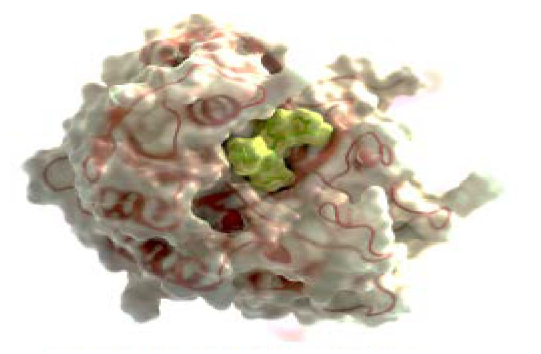 A Gluten-Digesting Enzyme Passes Phase 1 Trial | Celiac Disease Foundation